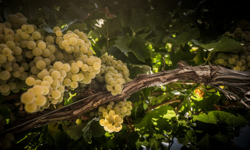 Albariza: Queen of Soils in the Sherry Region - Bodegas Lustau