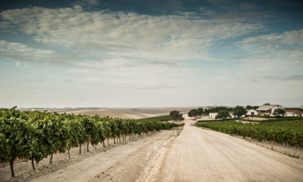 Albariza: Queen of Soils in the Sherry Region - Bodegas Lustau